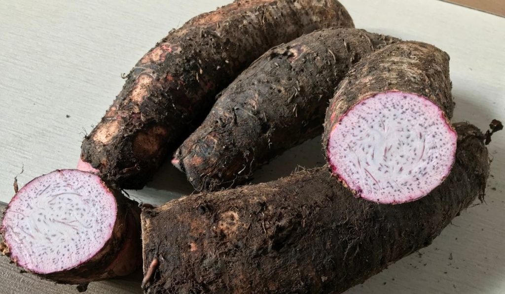 Is Tapioca Paleo? (All You Need to Know) - Paleo Corner